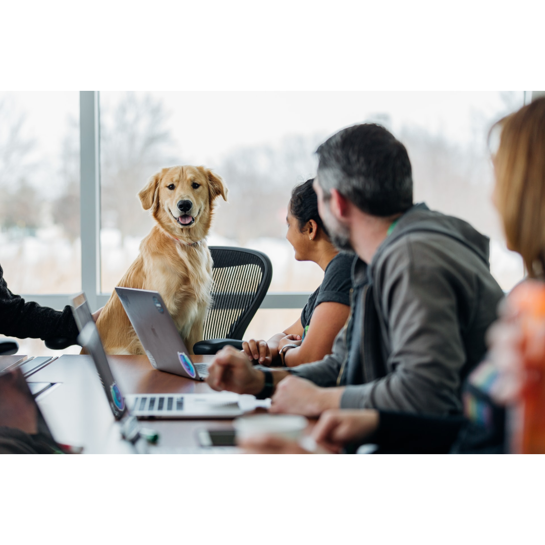Preparing Your Pet for “Bring Your Pet to Work Day” - truBOND ...