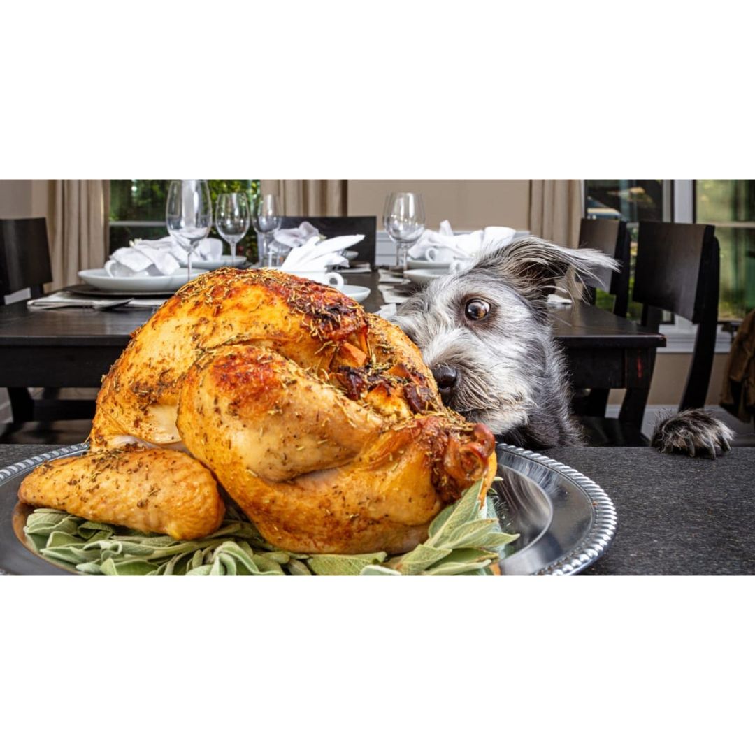 How to Make a Safe Thanksgiving Feast for Your Pet - truBOND Veterinary ...